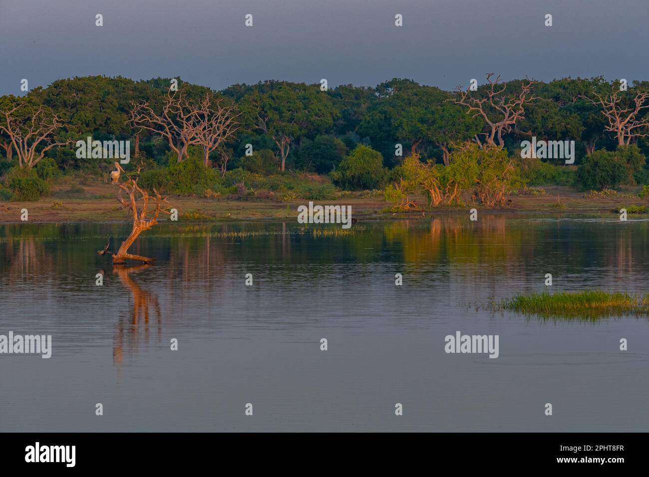Marshes at Bundala national park in Sri Lanka Stock Photo - Alamy