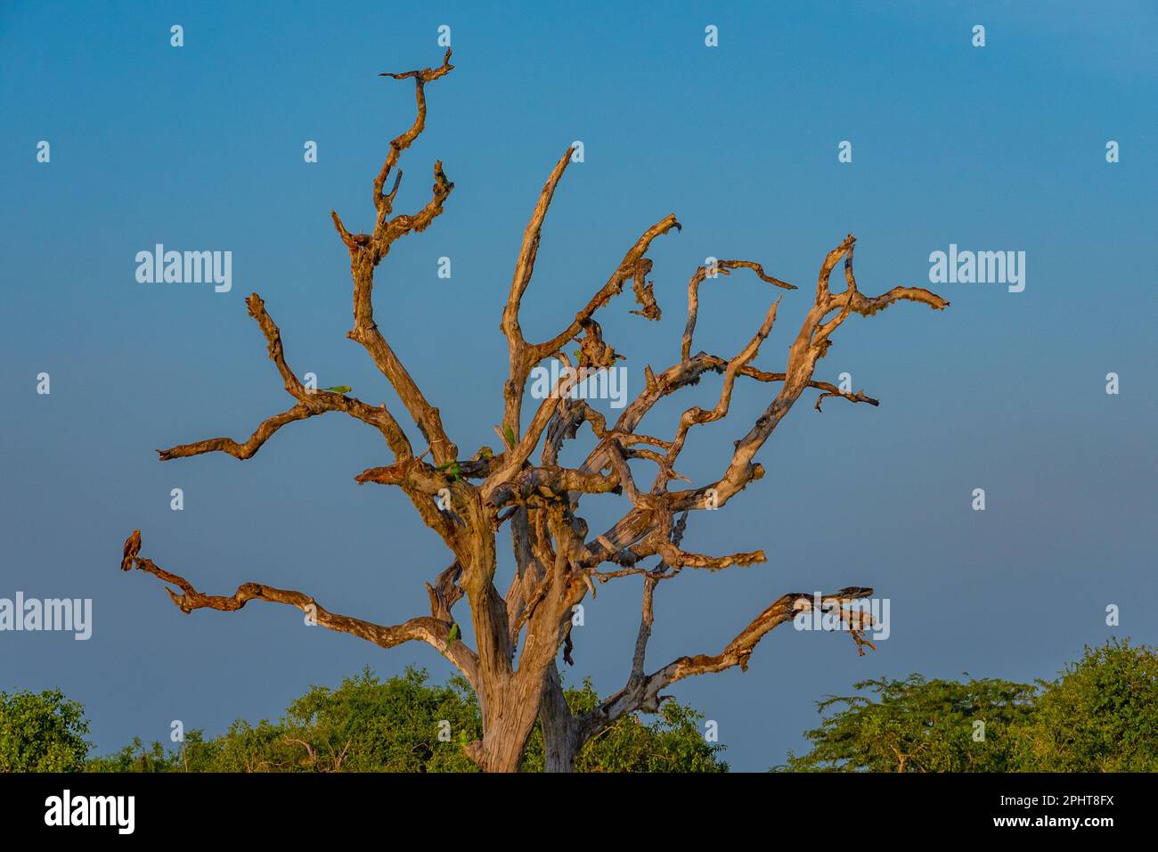 Marshes at Bundala national park in Sri Lanka Stock Photo - Alamy