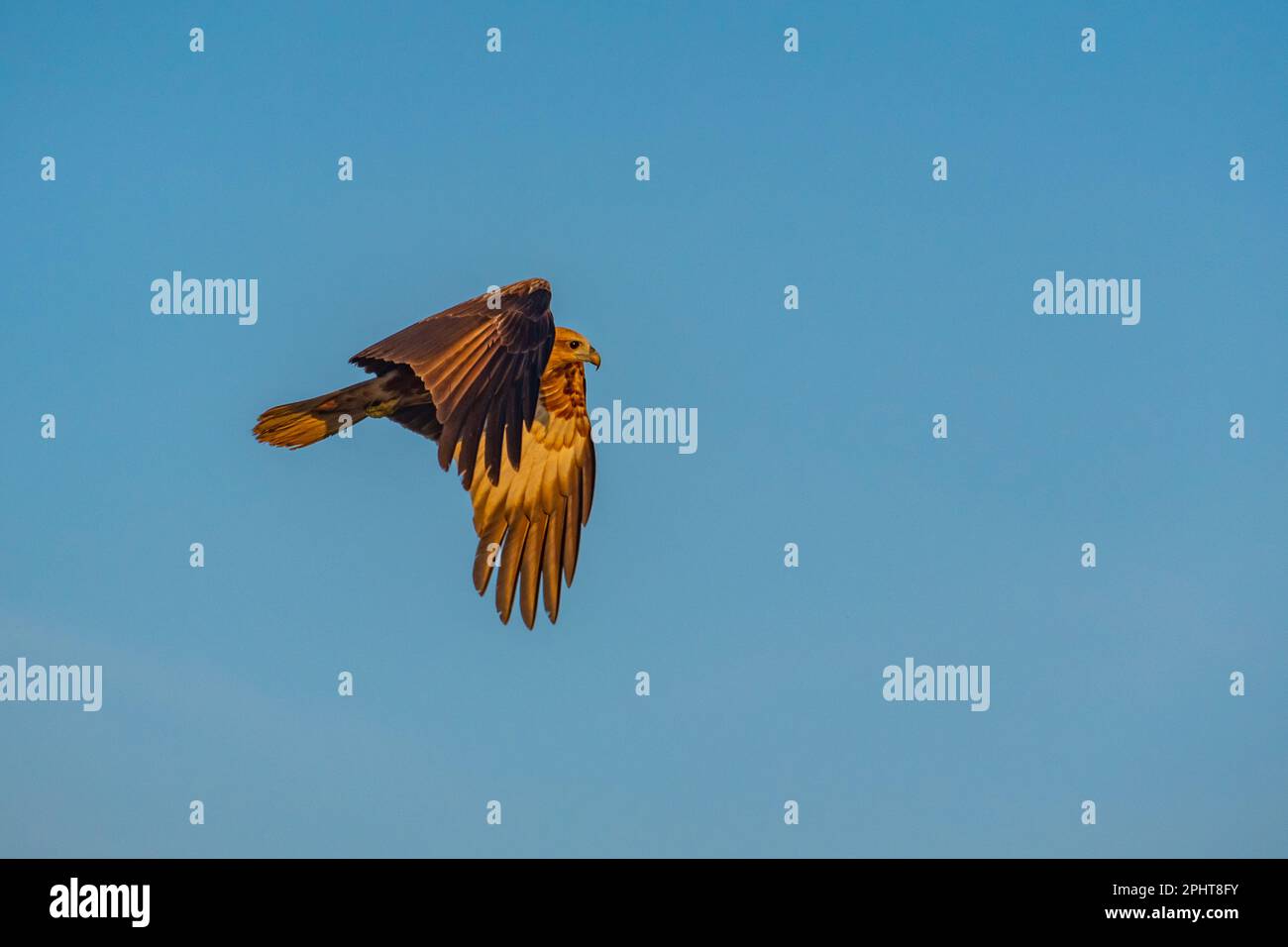 Marsh Harrier at Bundala national park in Sri Lanka Stock Photo - Alamy