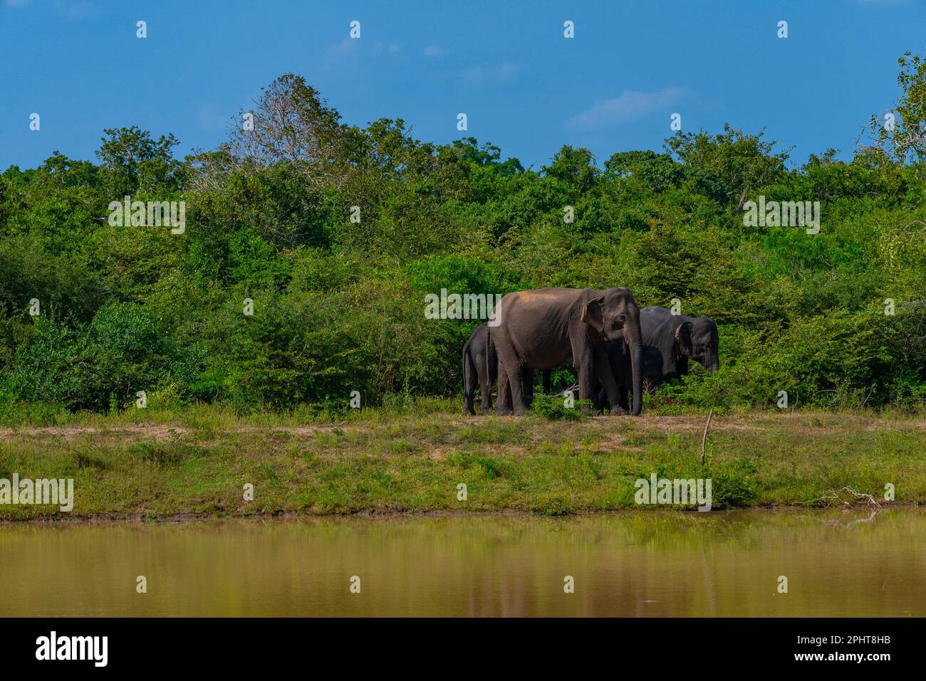 Asian elephants at Yala national park in Sri Lanka Stock Photo - Alamy