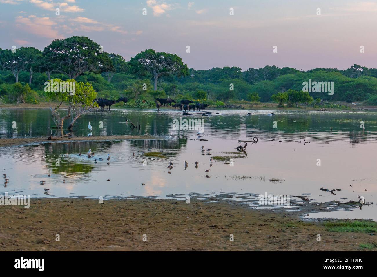 Birds bathing at marshes at Bundala national park in Sri Lanka Stock ...