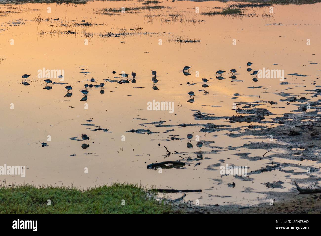 Birds bathing at marshes at Bundala national park in Sri Lanka Stock ...