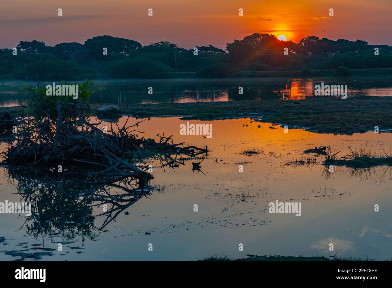 Birds bathing at marshes at Bundala national park in Sri Lanka Stock ...