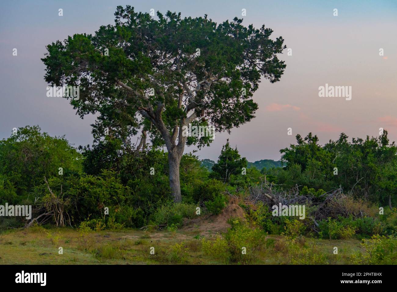 Marshes at Bundala national park in Sri Lanka Stock Photo - Alamy