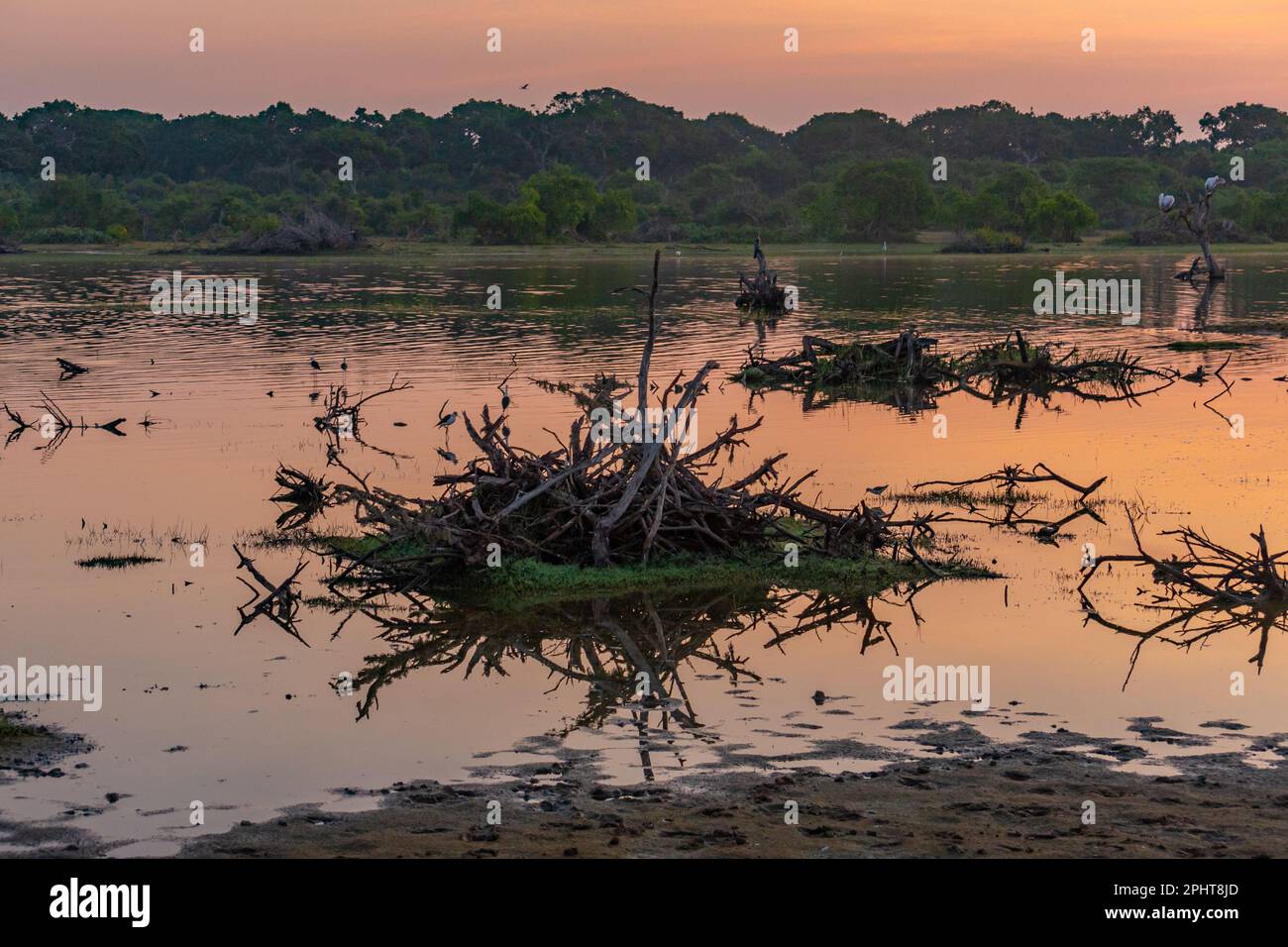 Birds bathing at marshes at Bundala national park in Sri Lanka Stock ...