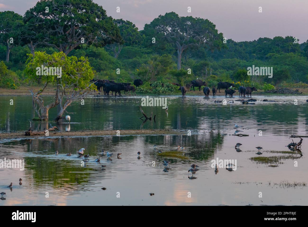 Birds bathing at marshes at Bundala national park in Sri Lanka Stock ...