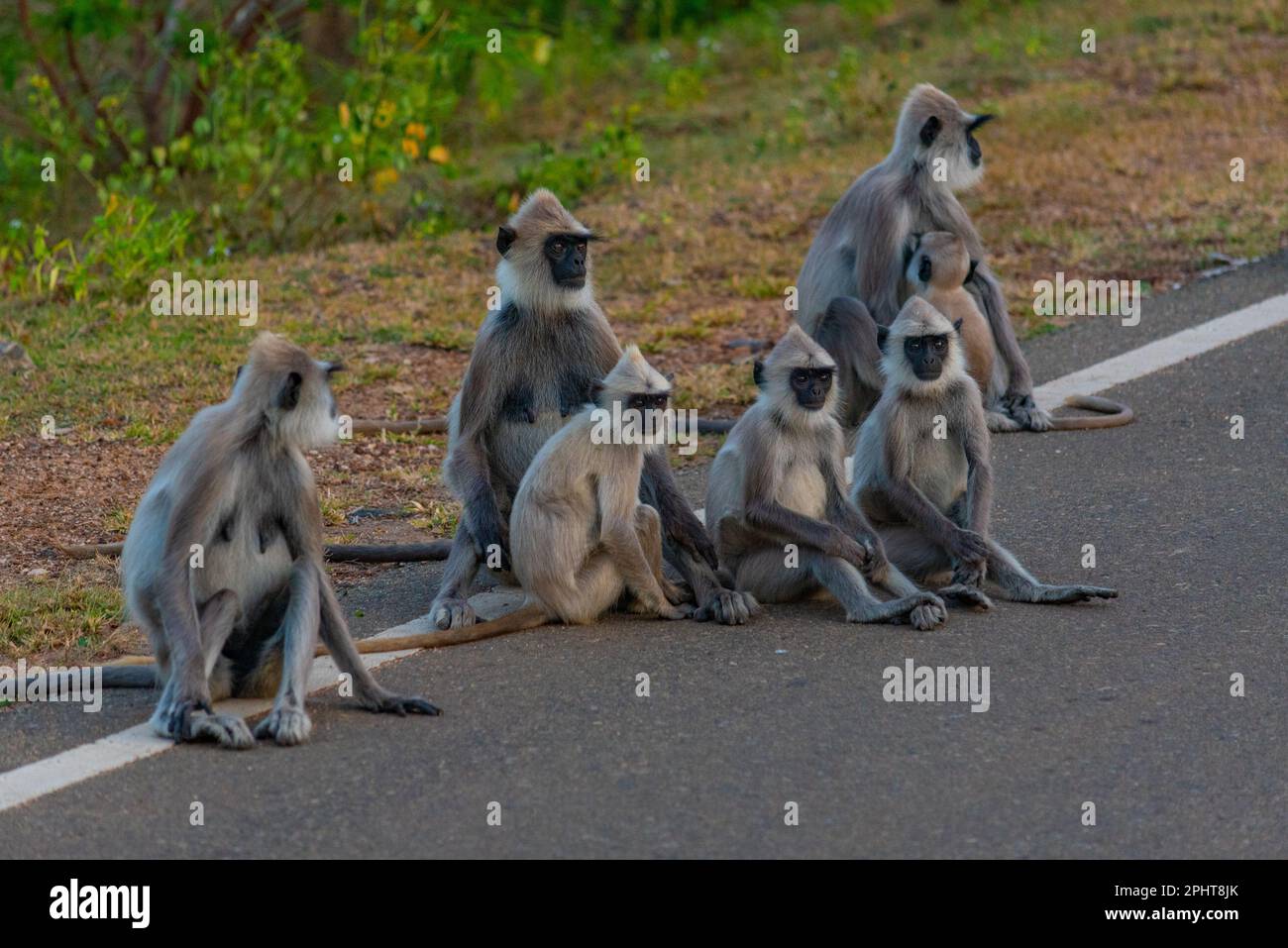Sri lankan purple faced langur hi-res stock photography and images - Alamy