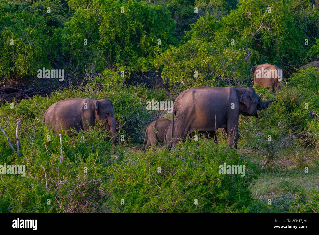Asian elephants at Yala national park in Sri Lanka Stock Photo - Alamy