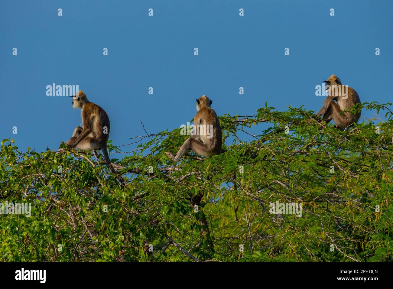 Sri lankan purple faced langur hi-res stock photography and images - Alamy