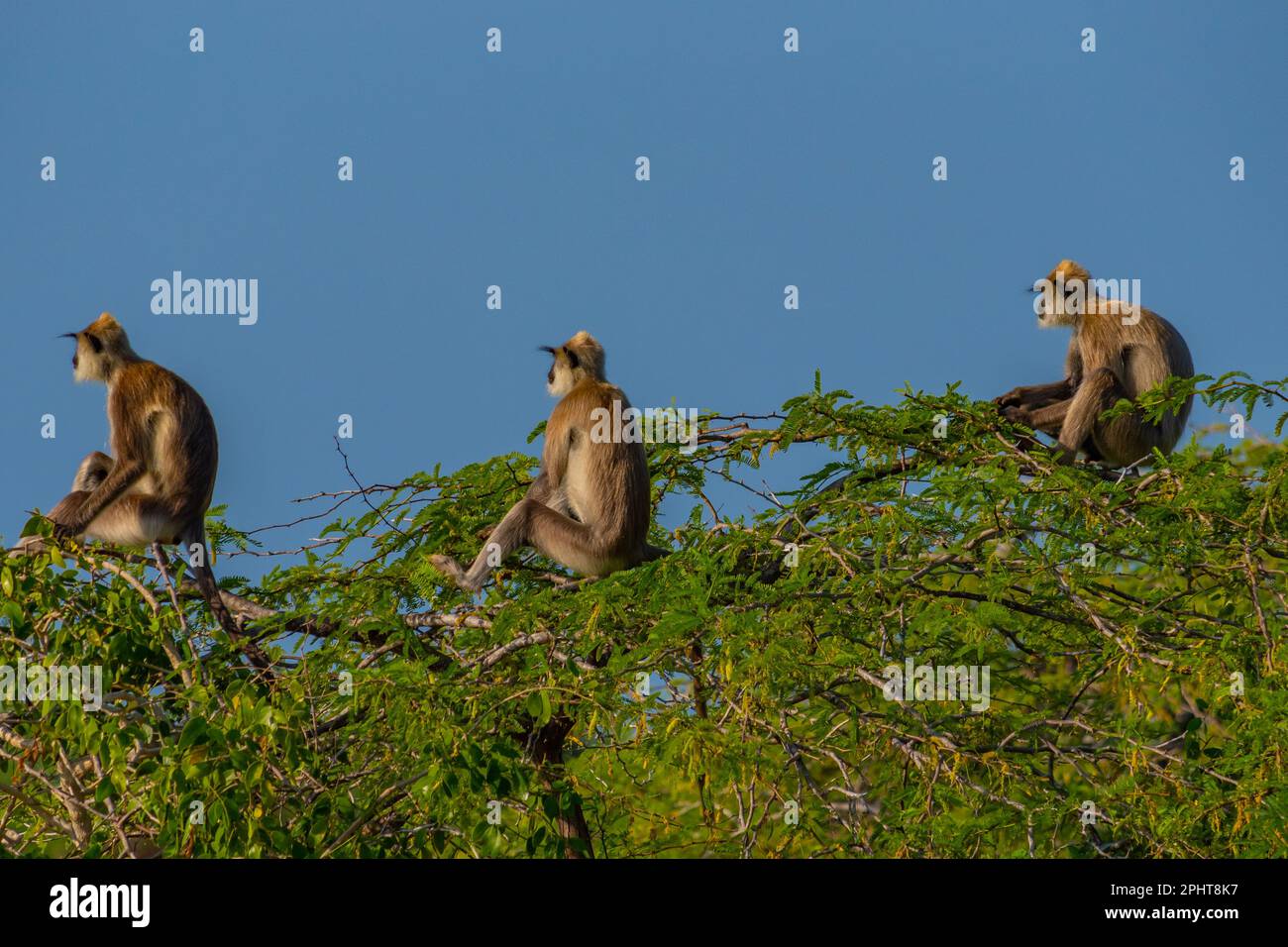 Purple-faced langurs at Bundala national park in Sri Lanka Stock Photo ...