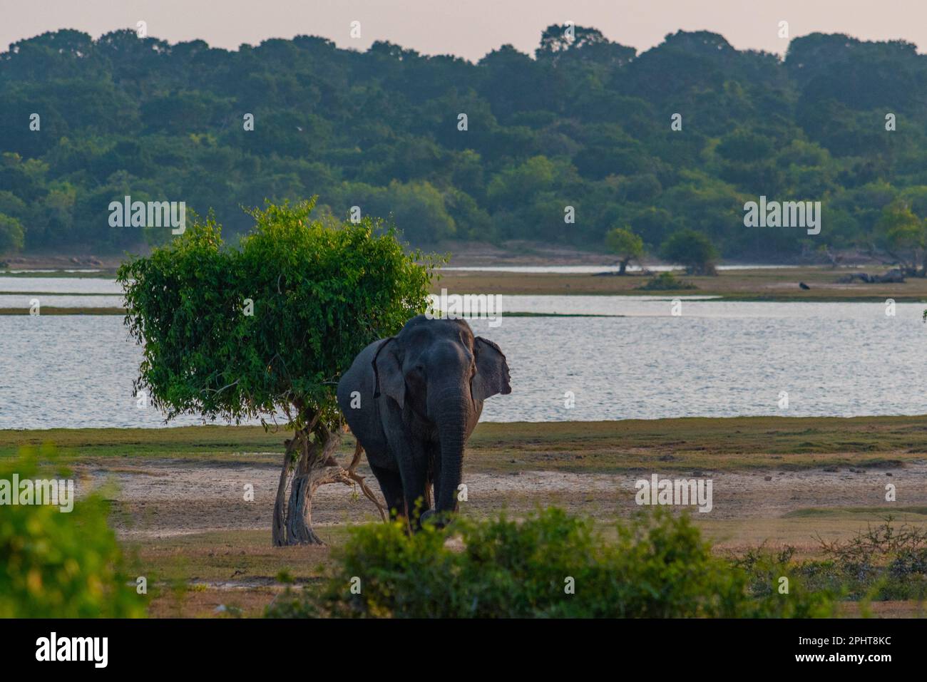 Asian elephants at Yala national park in Sri Lanka Stock Photo - Alamy