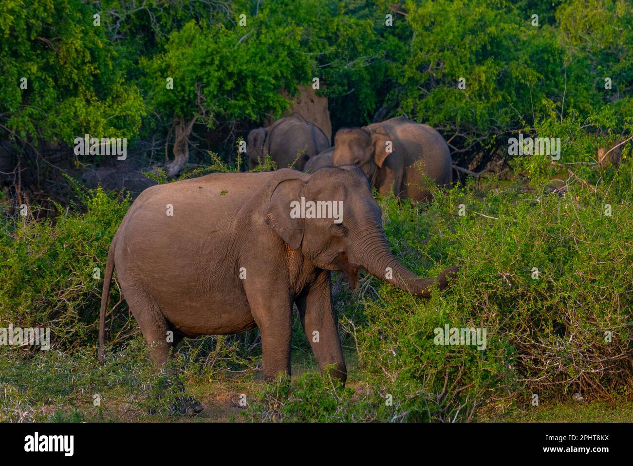 Asian elephants at Yala national park in Sri Lanka Stock Photo - Alamy