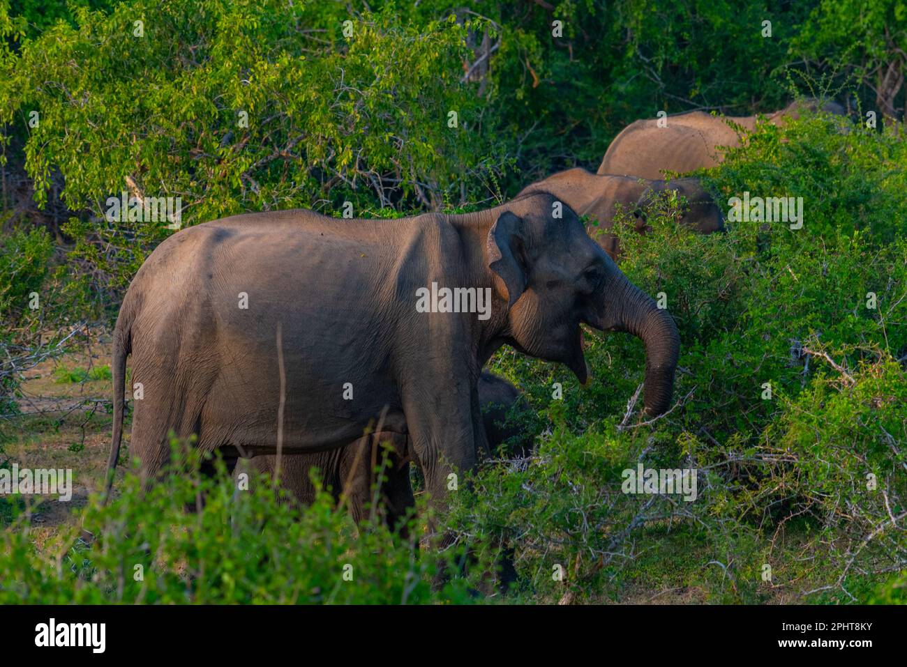 Asian elephants at Yala national park in Sri Lanka Stock Photo - Alamy