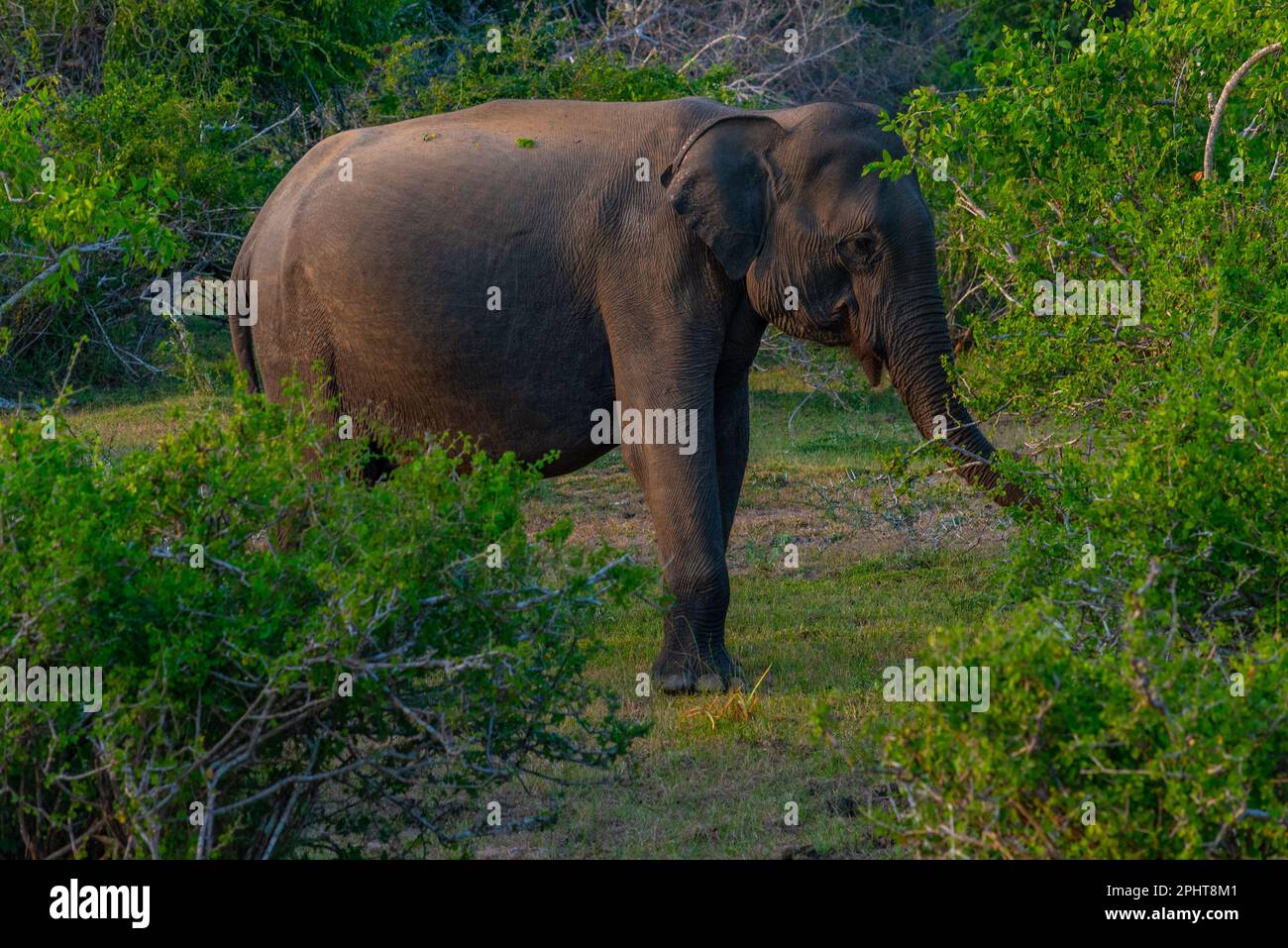 Asian elephants at Yala national park in Sri Lanka Stock Photo - Alamy