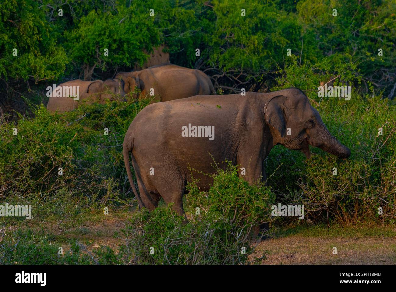 Asian elephants at Yala national park in Sri Lanka Stock Photo - Alamy