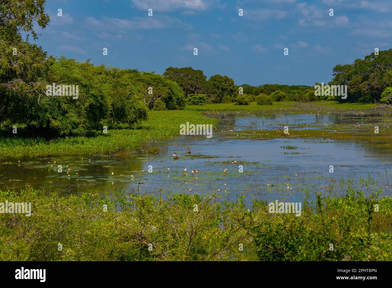 Marshes at Yala national park in Sri Lanka Stock Photo - Alamy