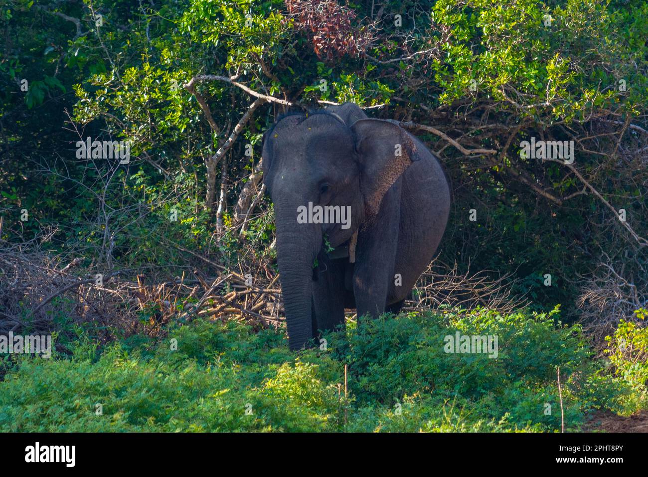 Asian elephants at Yala national park in Sri Lanka Stock Photo - Alamy