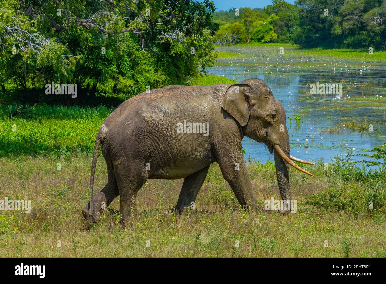 Asian elephants at Yala national park in Sri Lanka Stock Photo - Alamy