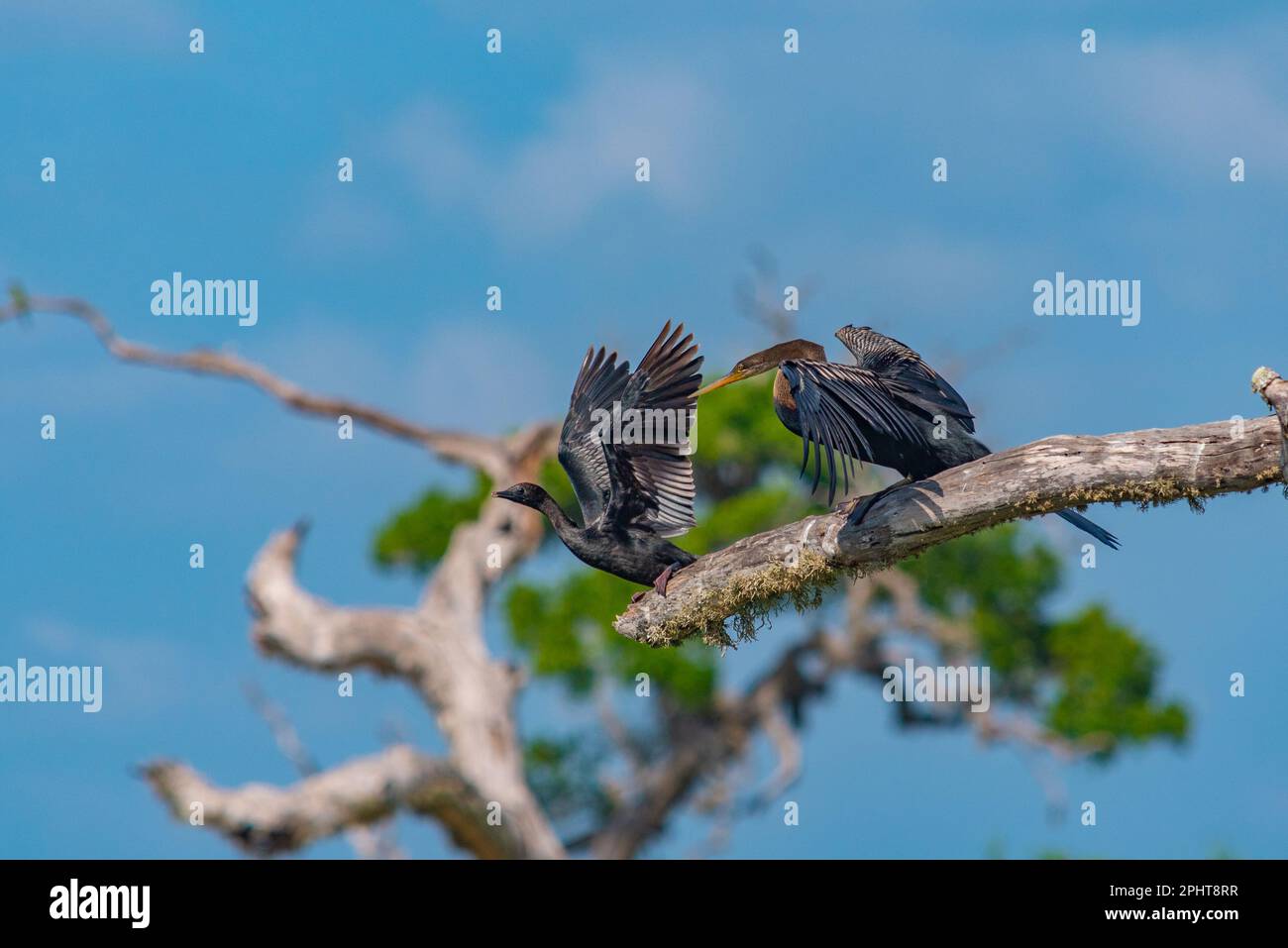indian darter snake bird at Yala national park in Sri Lanka Stock Photo ...