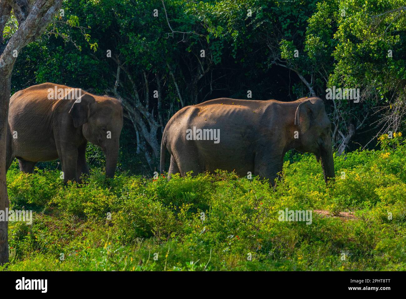 Asian elephants at Yala national park in Sri Lanka Stock Photo - Alamy