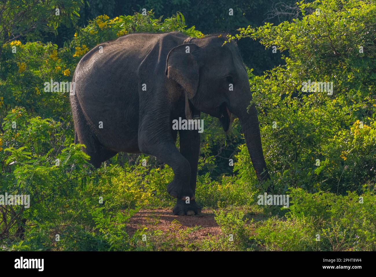 Asian elephants at Yala national park in Sri Lanka Stock Photo - Alamy