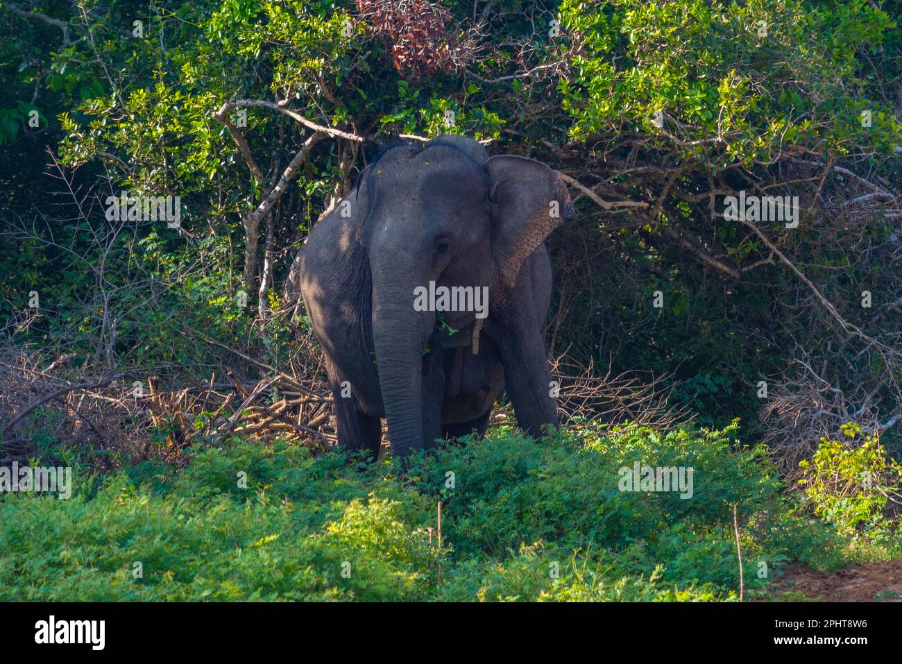 Asian elephants at Yala national park in Sri Lanka Stock Photo - Alamy