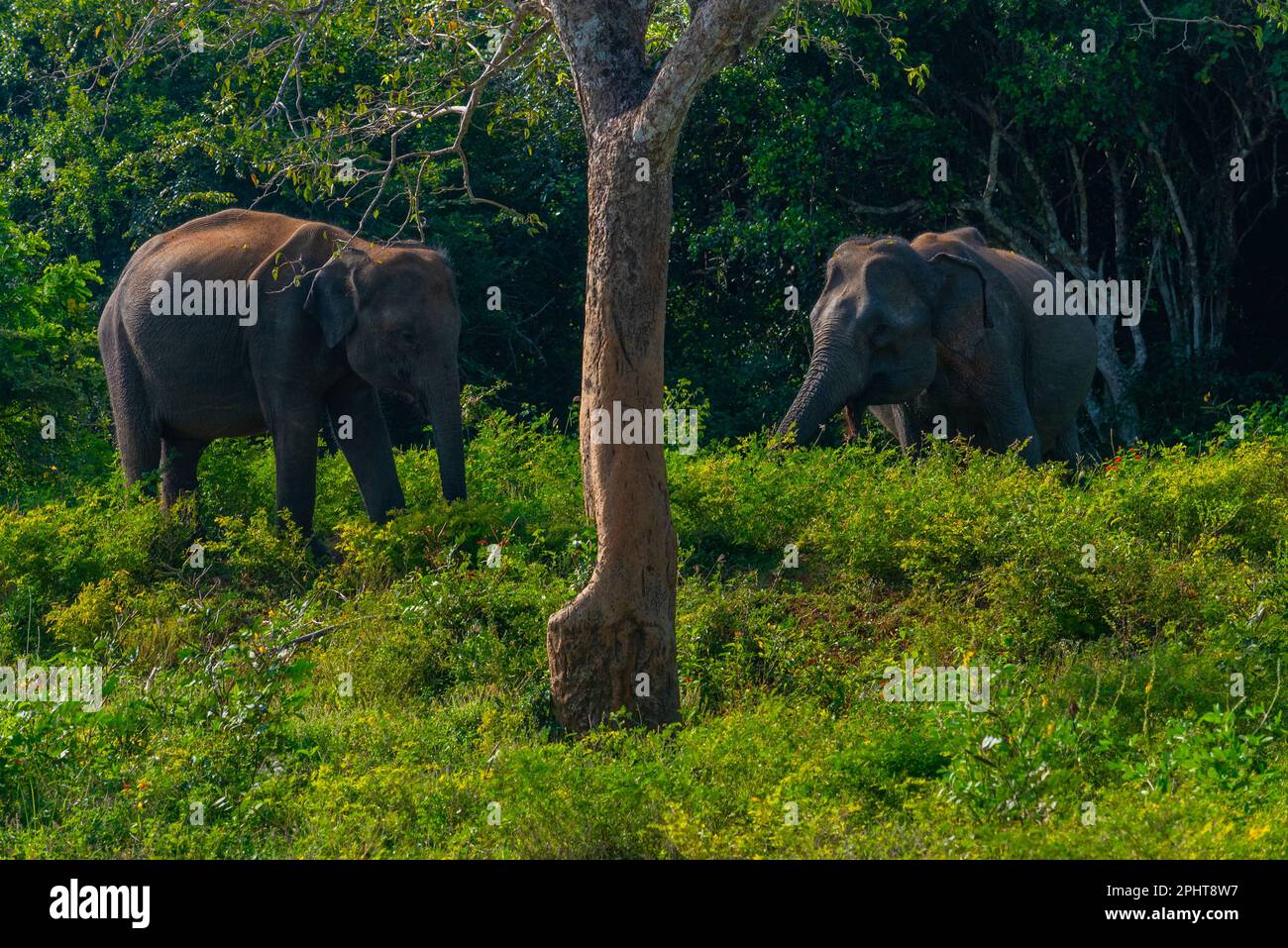 Asian elephants at Yala national park in Sri Lanka Stock Photo - Alamy