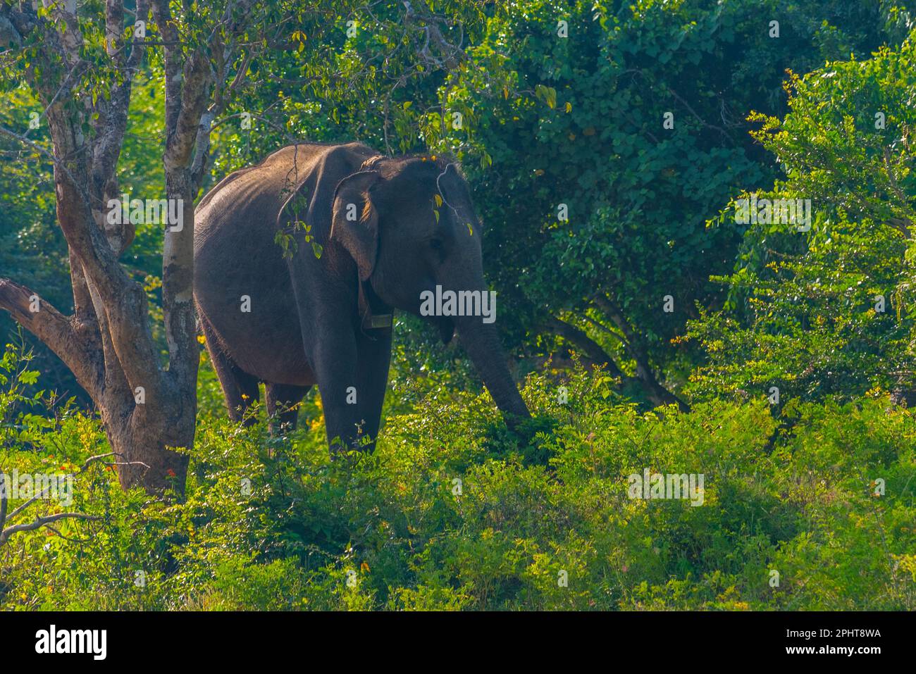 Asian elephants at Yala national park in Sri Lanka Stock Photo - Alamy