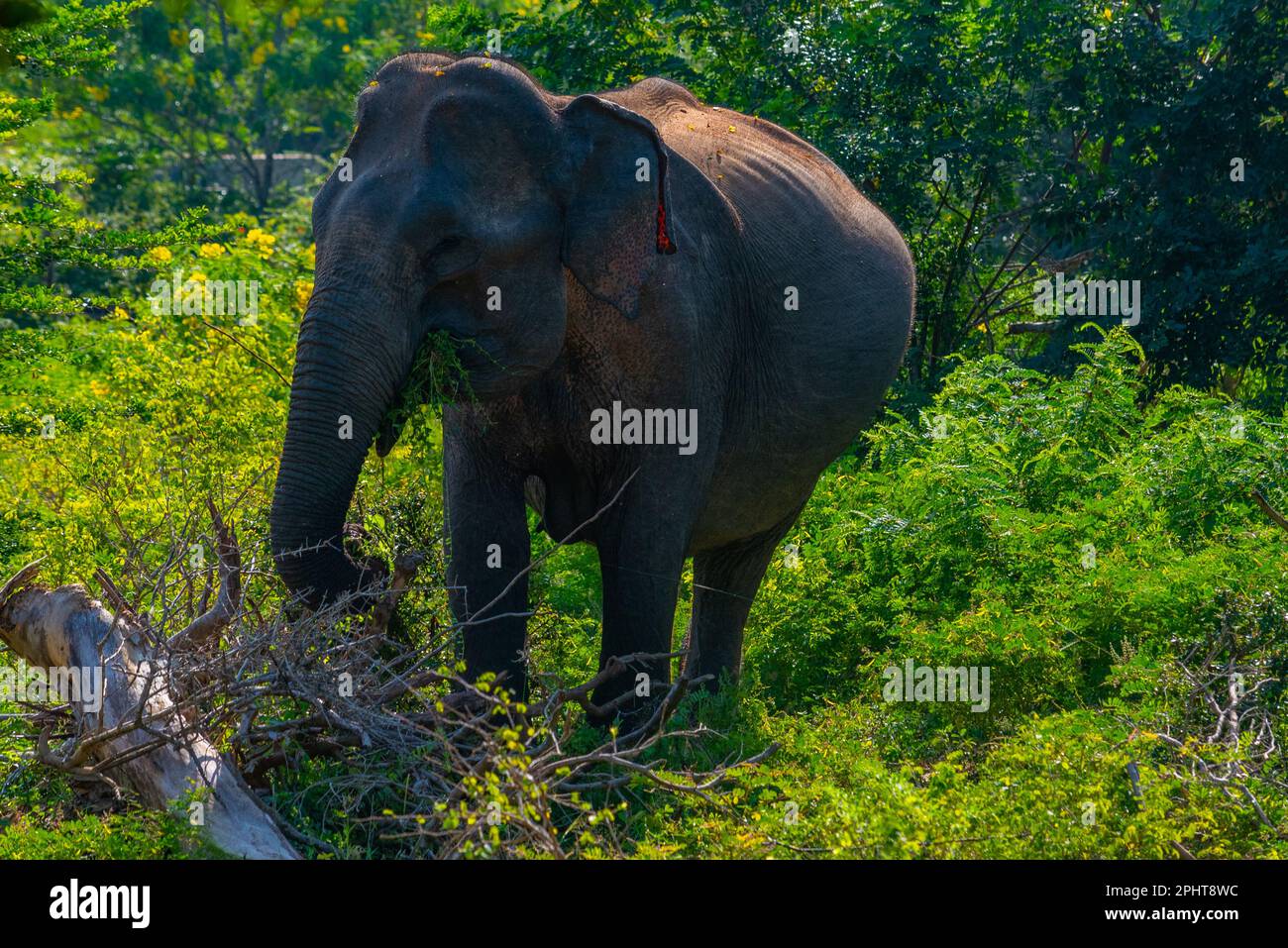 Asian elephants at Yala national park in Sri Lanka Stock Photo - Alamy