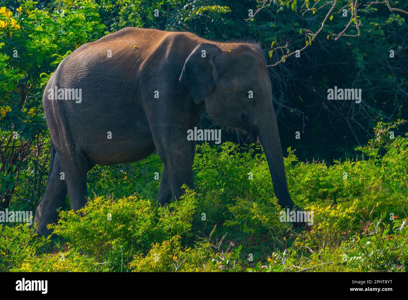 Asian elephants at Yala national park in Sri Lanka Stock Photo - Alamy