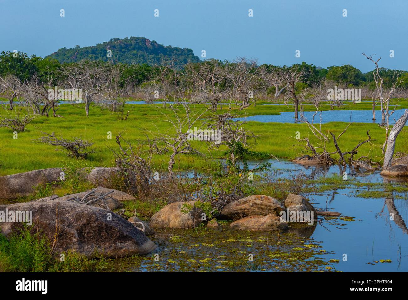 Marshes at Yala national park in Sri Lanka Stock Photo - Alamy