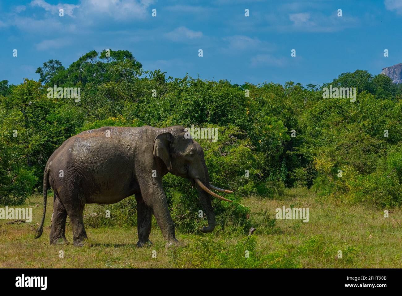 Asian elephants at Yala national park in Sri Lanka Stock Photo - Alamy
