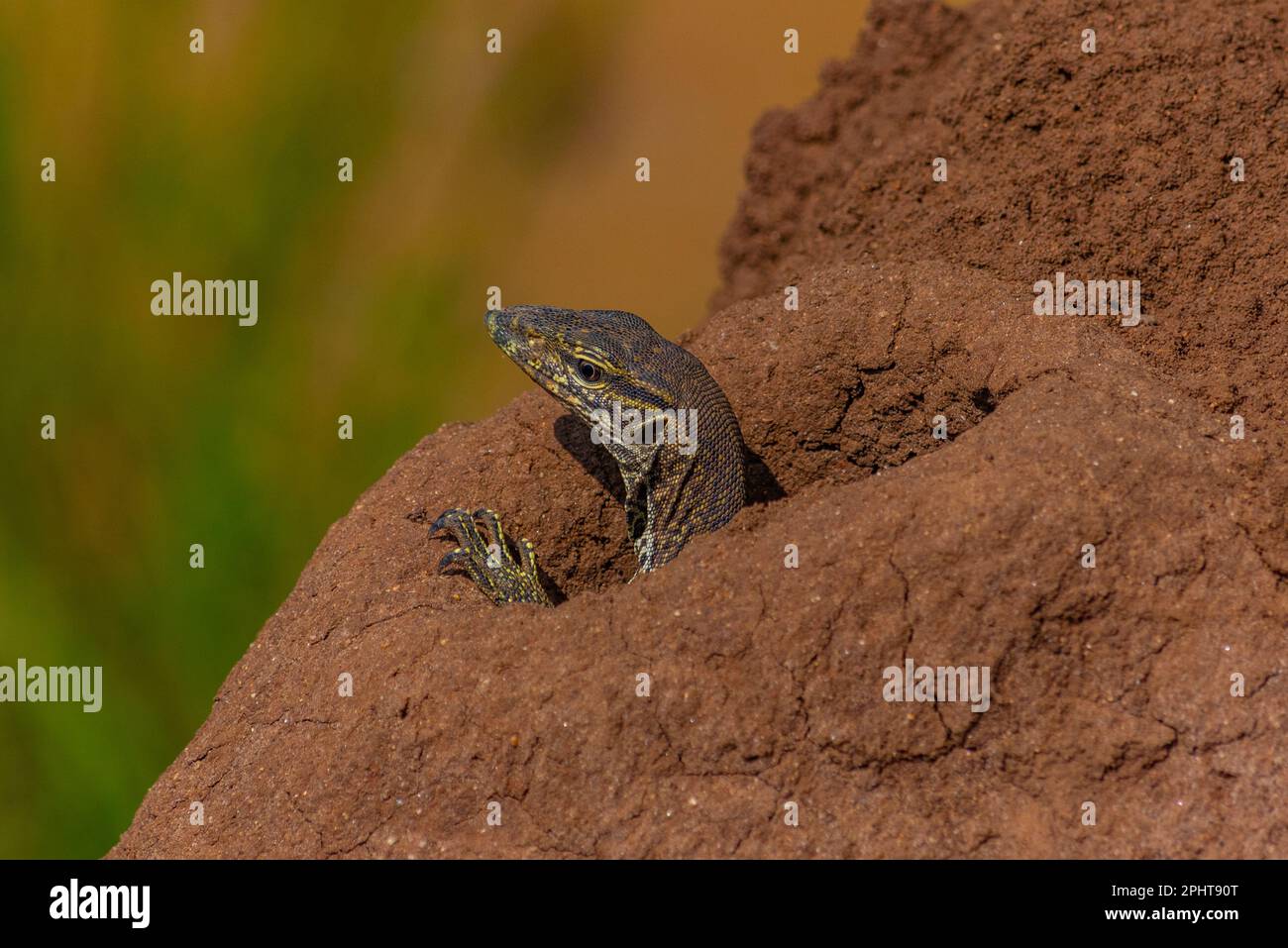 Bengal monitor lizard at Yala national park in Sri Lanka Stock Photo ...