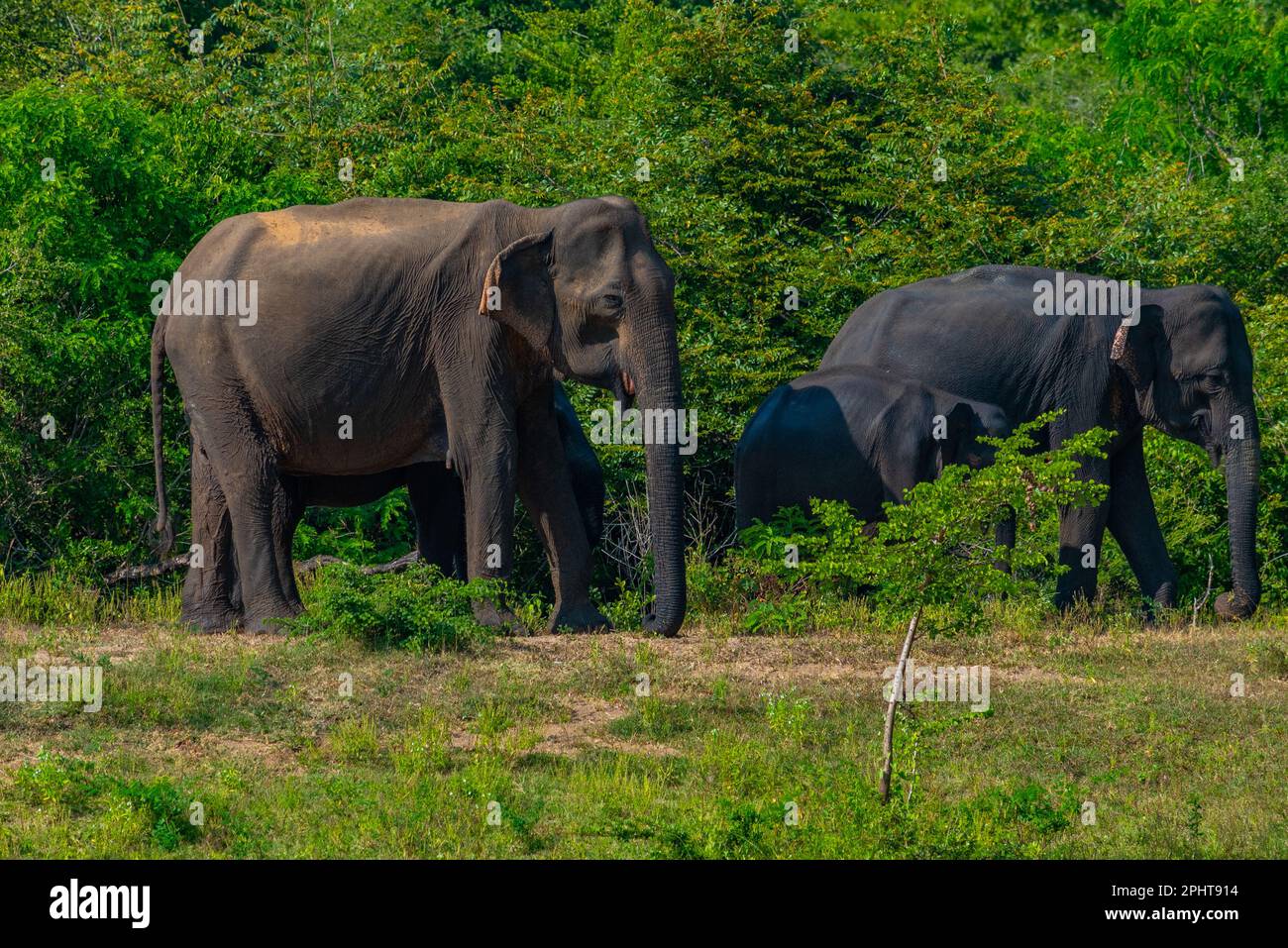 Asian elephants at Yala national park in Sri Lanka Stock Photo - Alamy