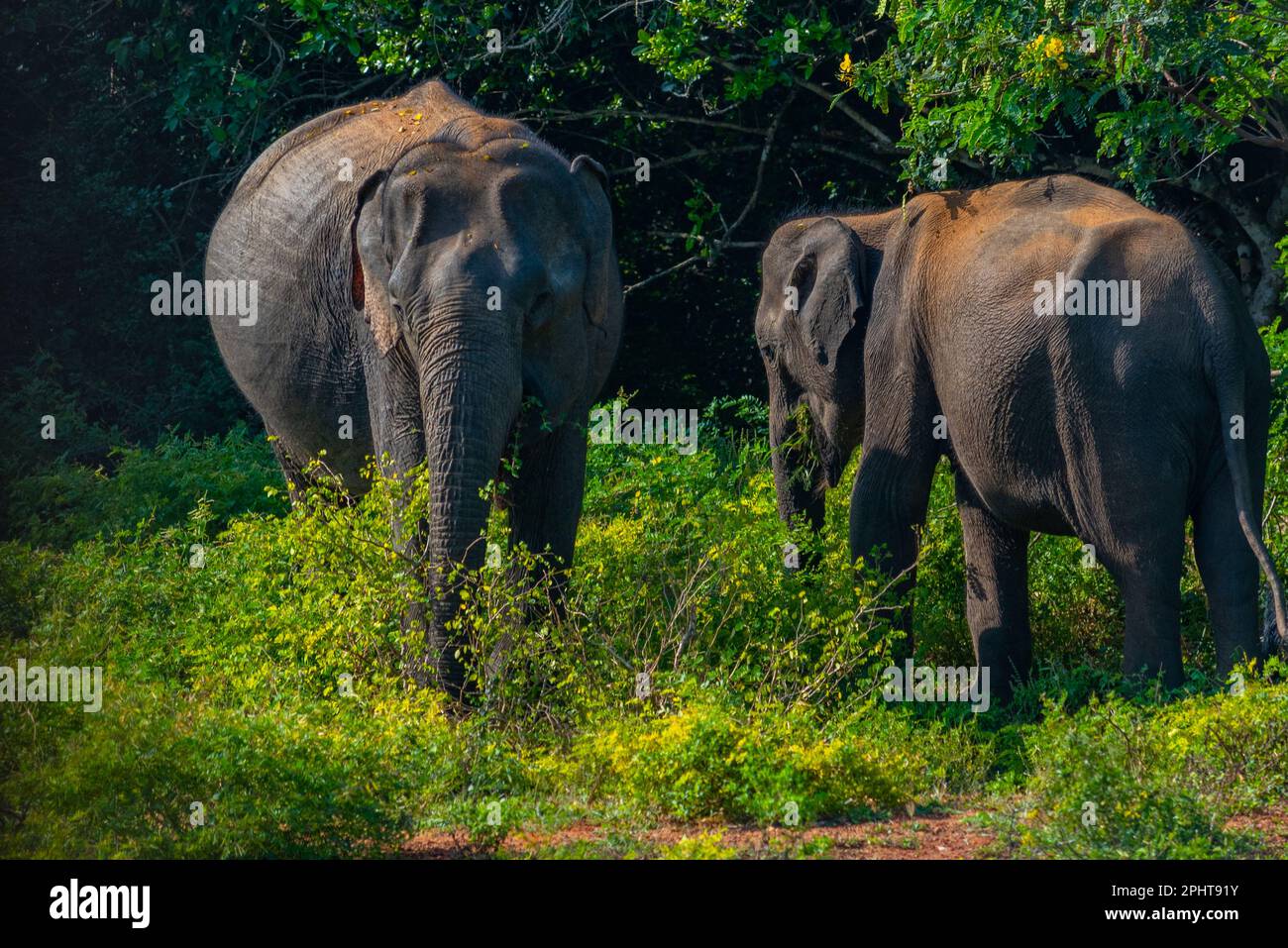 Asian elephants at Yala national park in Sri Lanka Stock Photo - Alamy