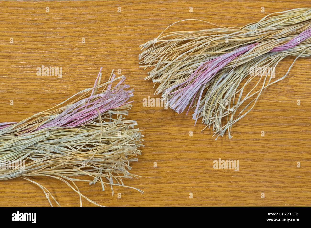 Two frayed rope ends, broken and severed in the middle on a plain ...