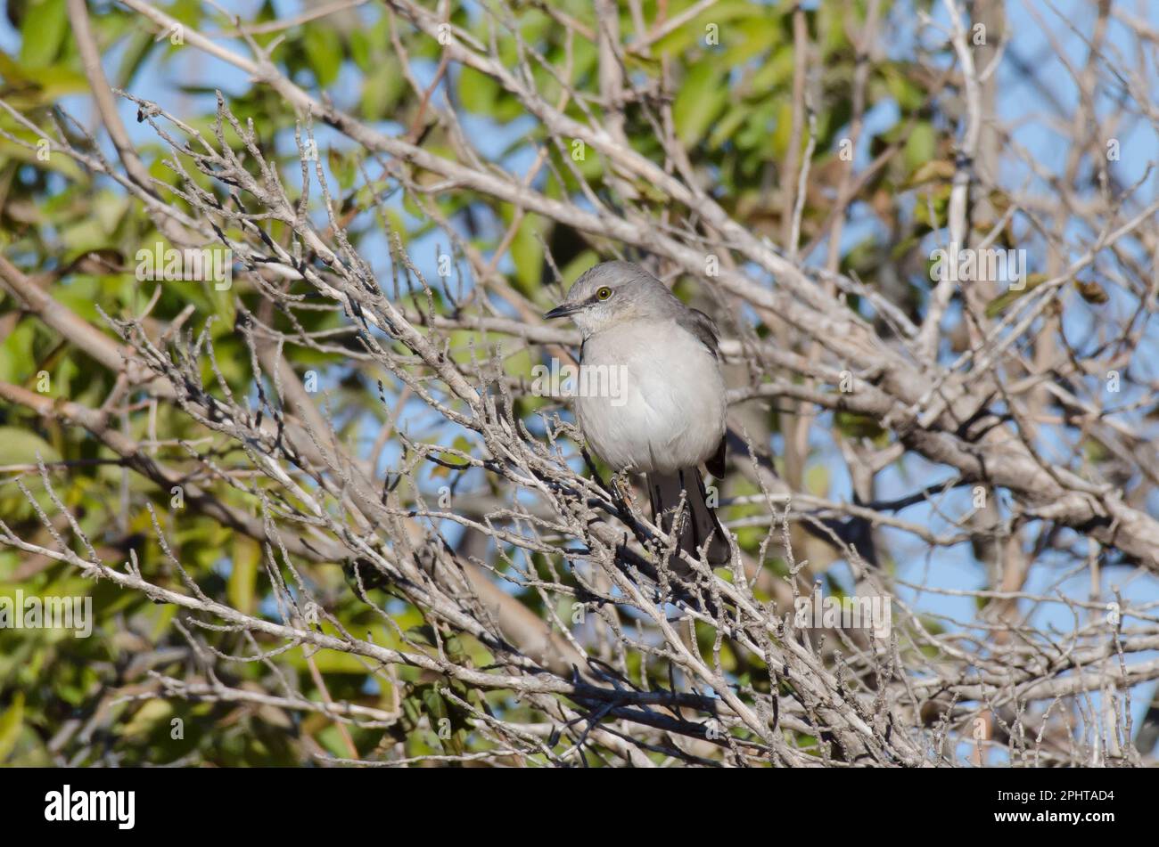 Northern Mockingbird, Mimus polyglottos Stock Photo - Alamy
