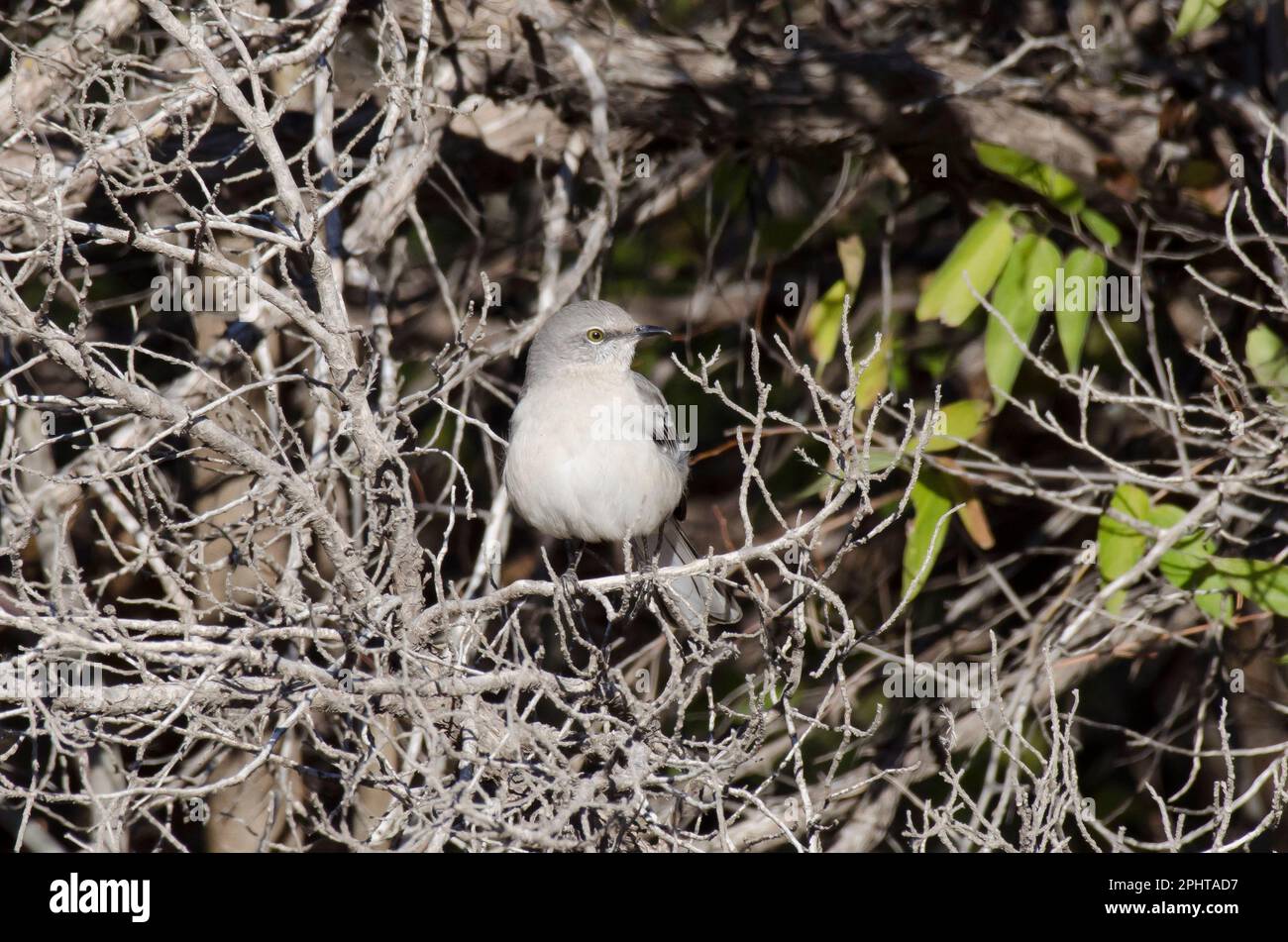 Northern Mockingbird, Mimus polyglottos Stock Photo - Alamy