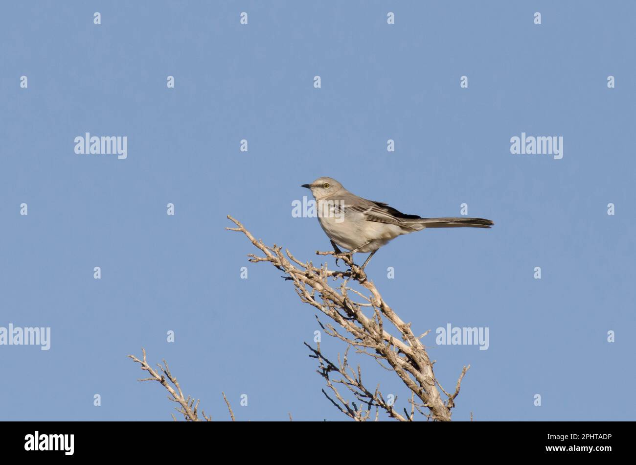 Northern Mockingbird, Mimus polyglottos Stock Photo - Alamy