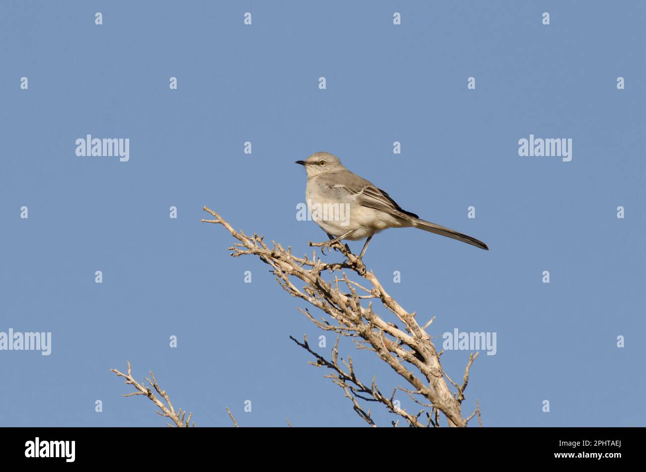 Northern Mockingbird, Mimus polyglottos Stock Photo - Alamy