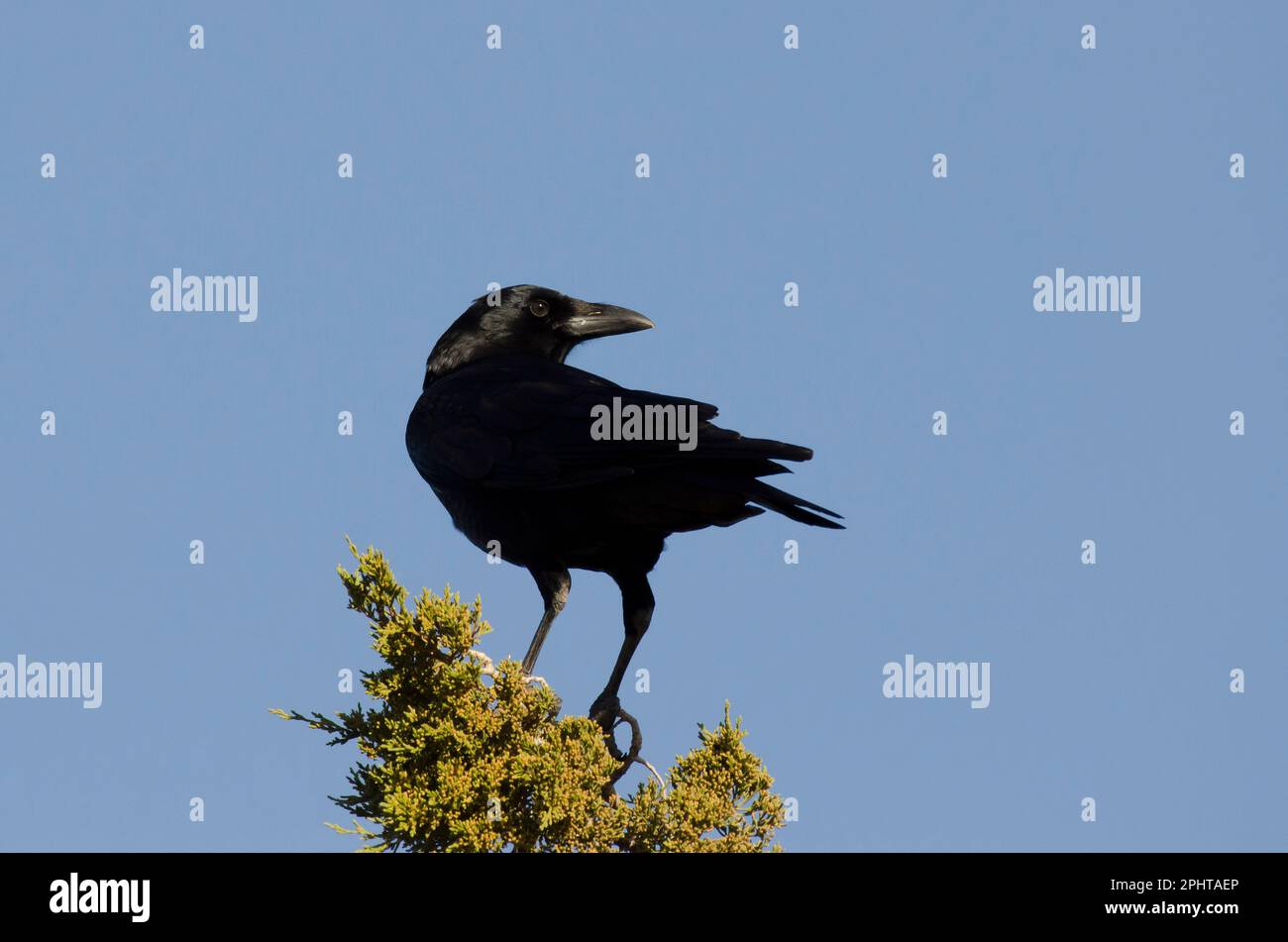 American Crow, Corvus brachyrhynchos Stock Photo - Alamy