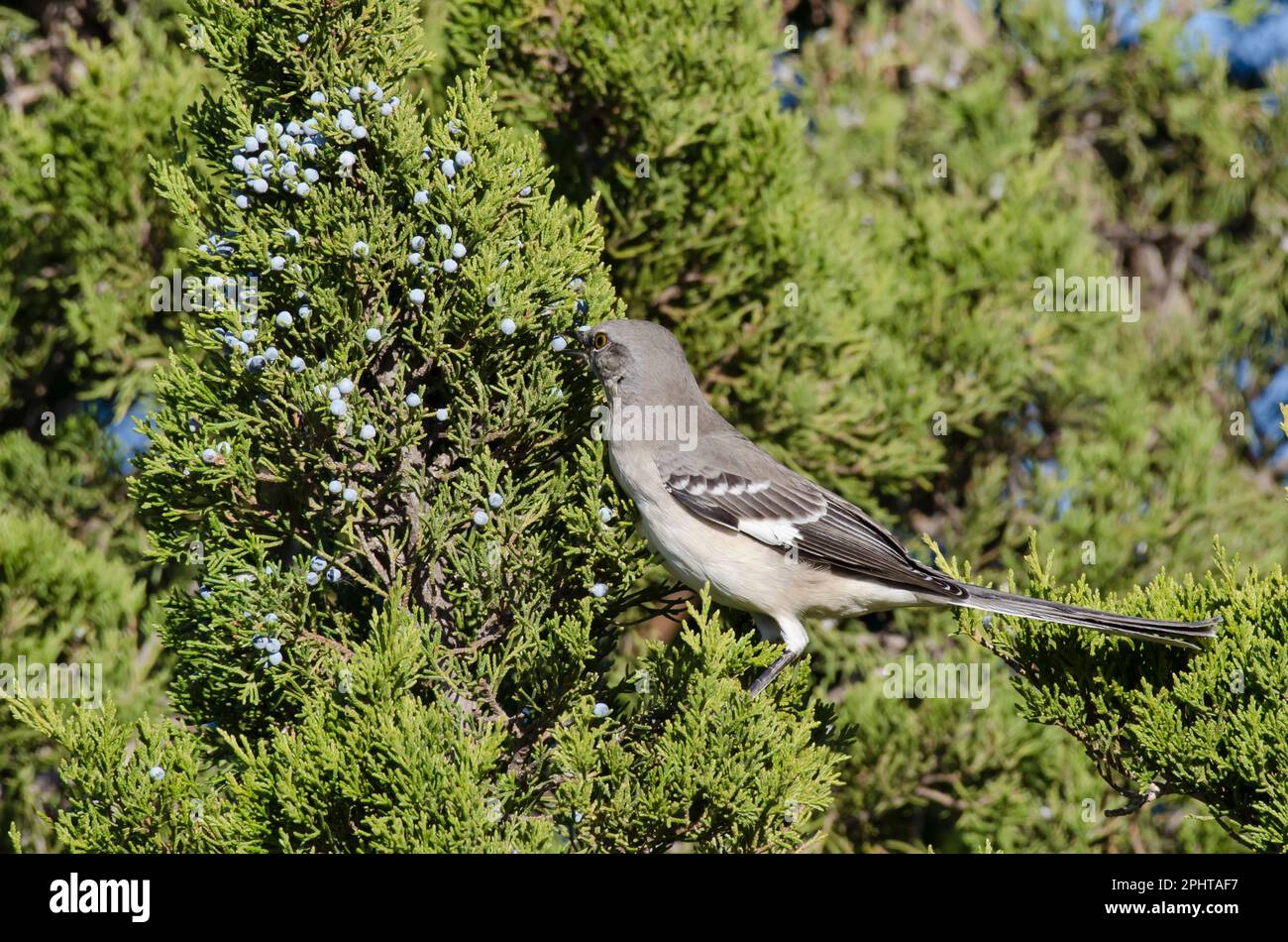 Northern Mockingbird, Mimus polyglottos, foraging and feeding on ...