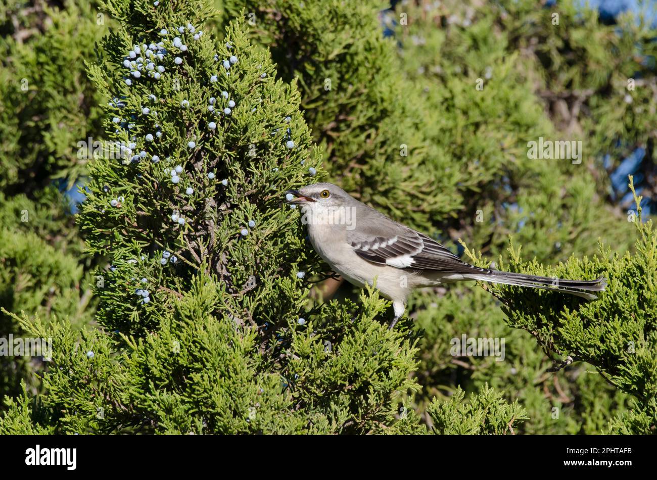 Mocking bird feeding hi-res stock photography and images - Alamy