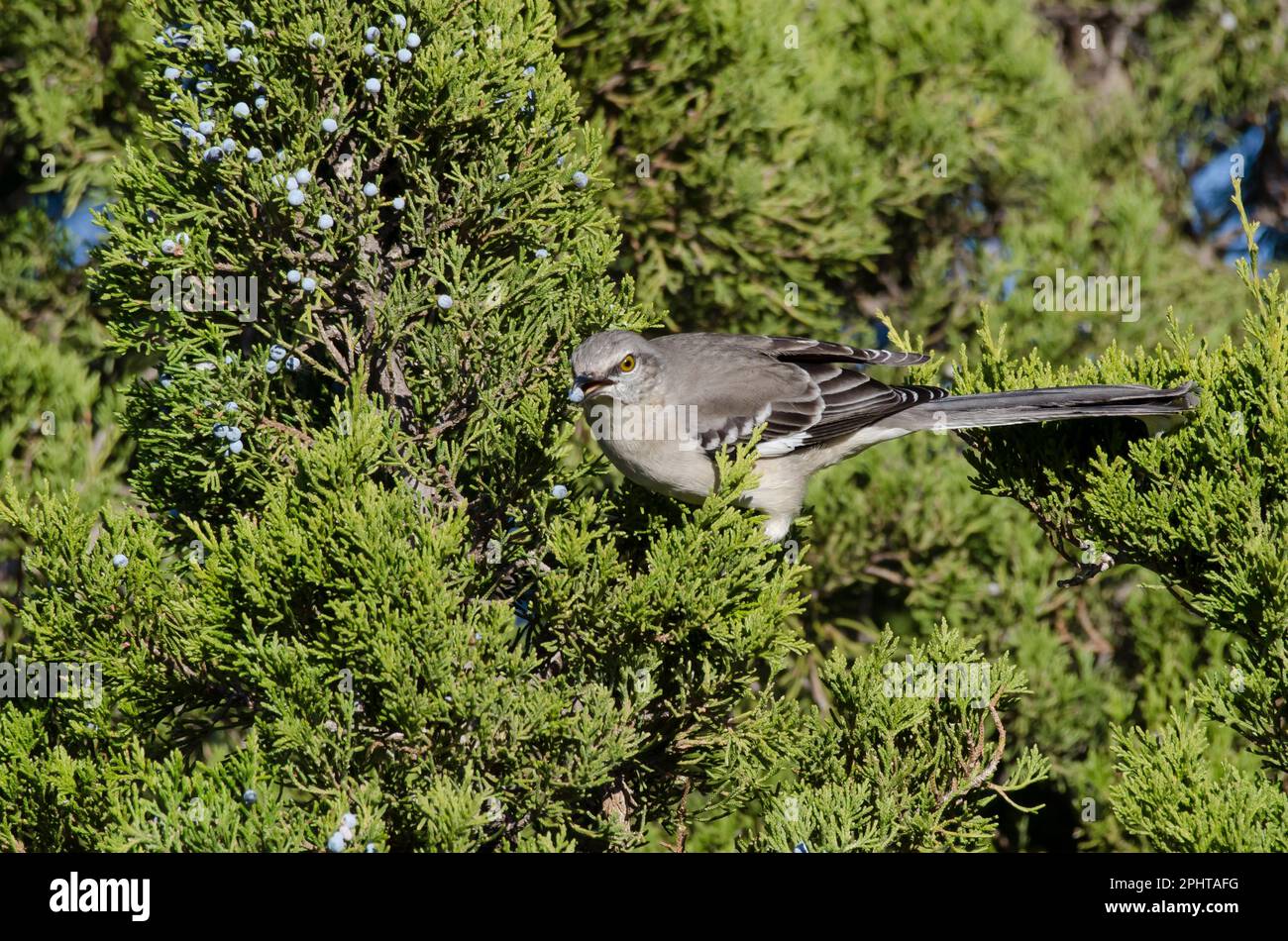 Northern Mockingbird, Mimus polyglottos, foraging and feeding on ...