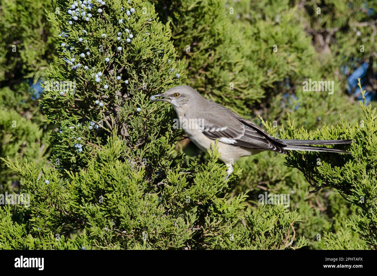 Northern Mockingbird, Mimus polyglottos, foraging and feeding on ...