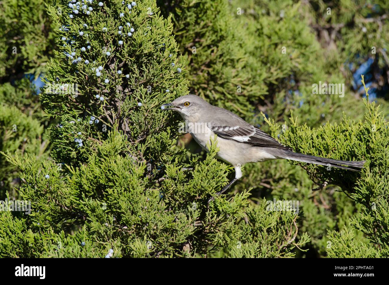 Northern Mockingbird, Mimus polyglottos, foraging and feeding on ...