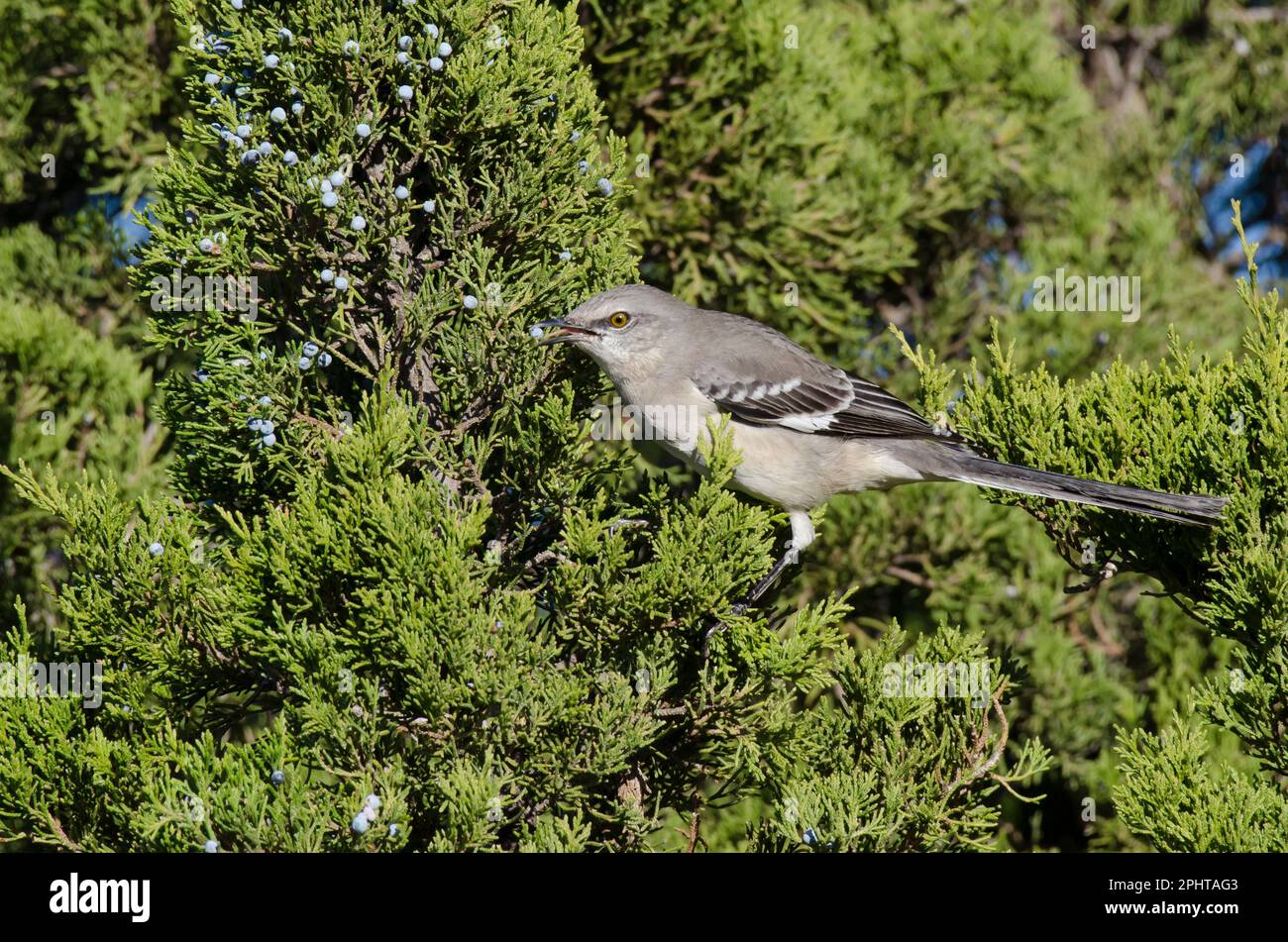 Northern Mockingbird, Mimus polyglottos, foraging and feeding on ...