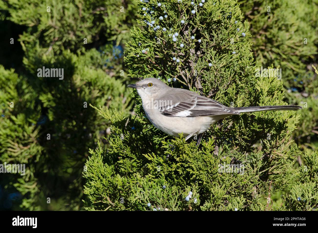 Northern Mockingbird, Mimus polyglottos Stock Photo - Alamy