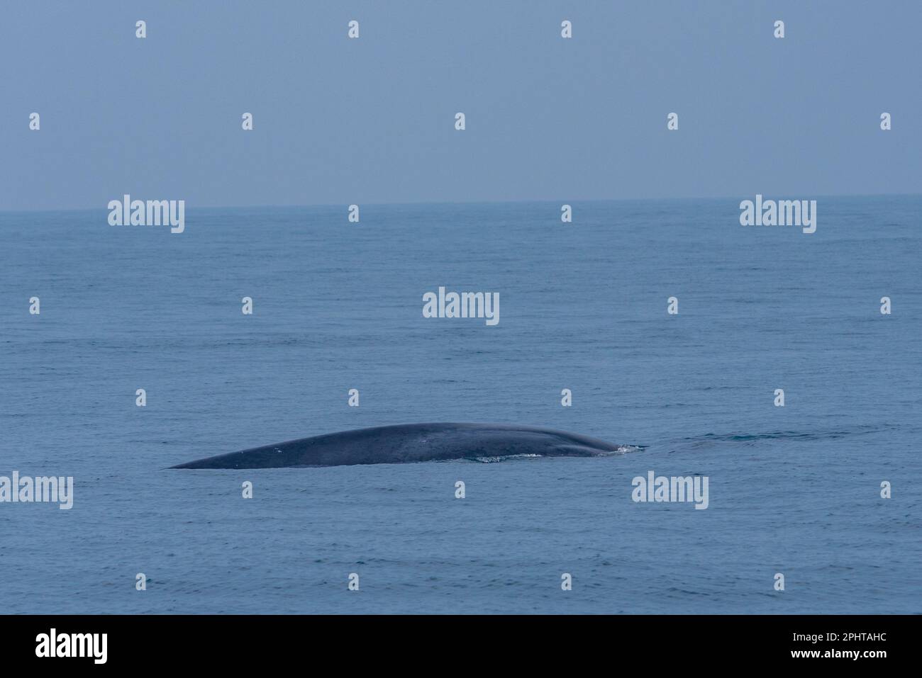Whale seen near the coast of Sri Lanka at Mirissa Stock Photo - Alamy