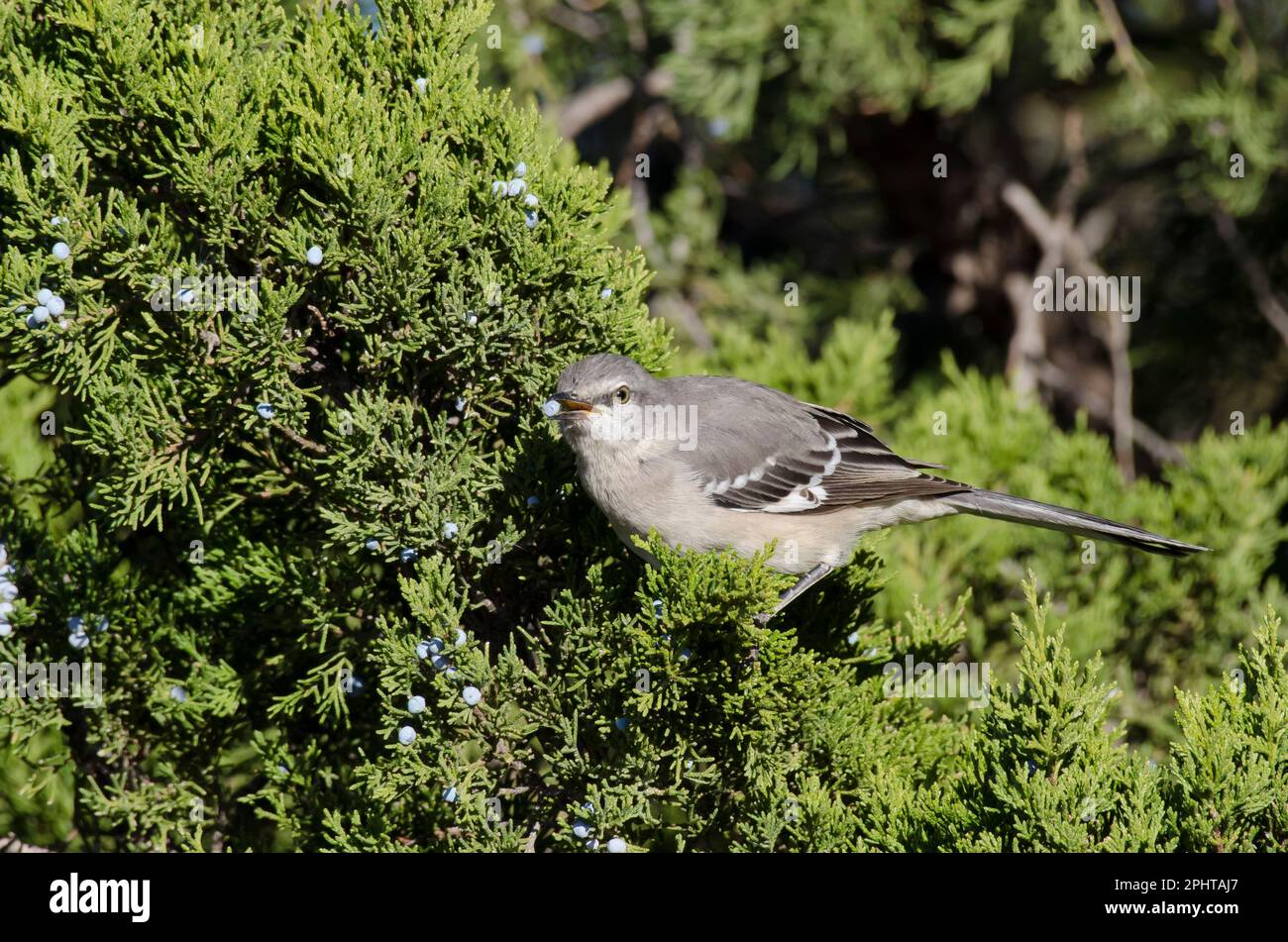 Northern Mockingbird, Mimus polyglottos, foraging and feeding on ...